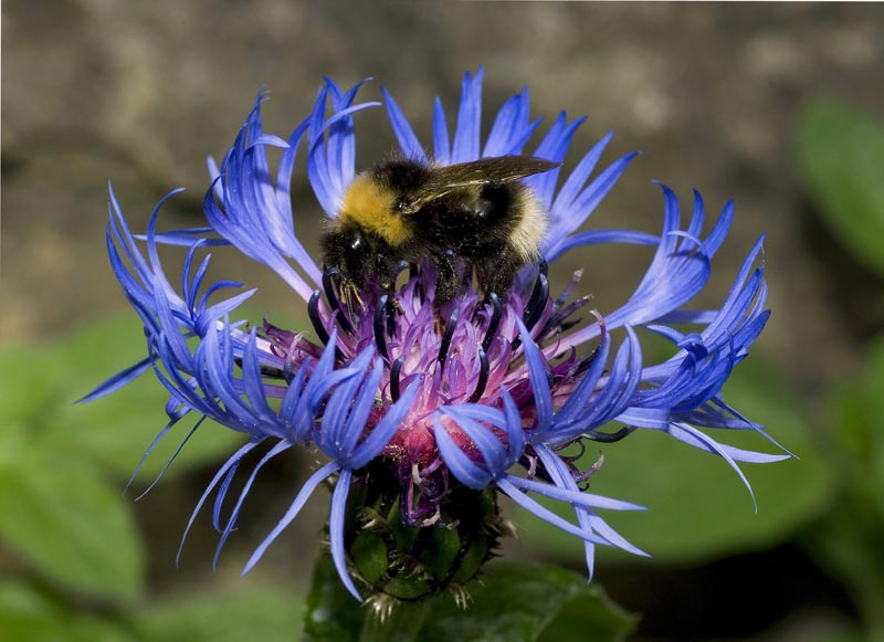 Gli impollinatori | Parco Nazionale Foreste Casentinesi